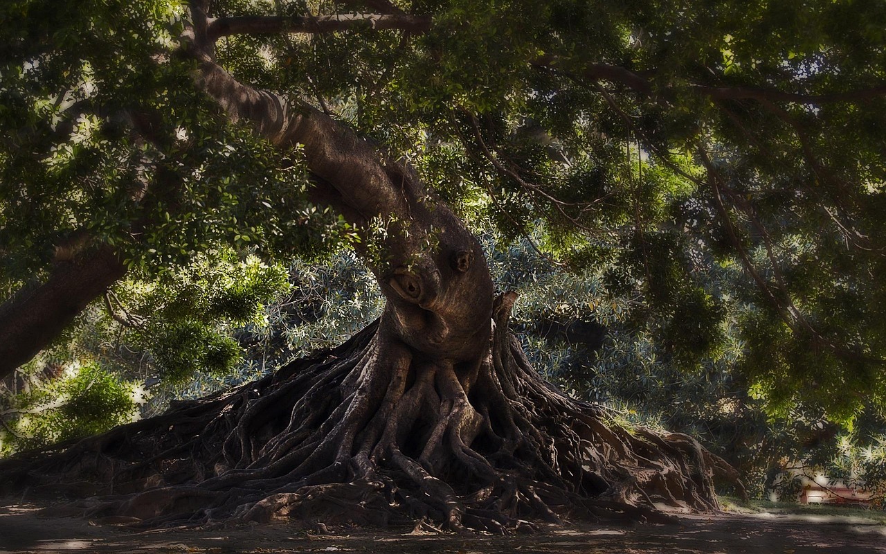 Do Tree Spirits Cry When A Tree Is Cut Down? - By Tana Hoy